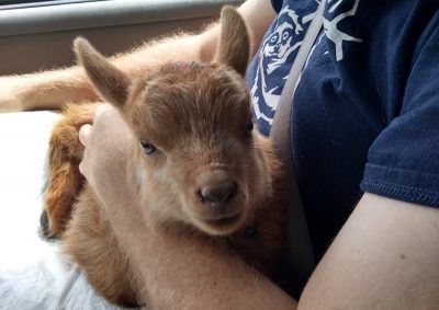 Spring Rose the Geep: a Goat-Sheep Hybrid - Goat Journal